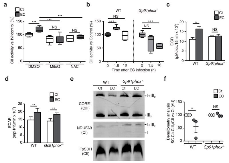 SDHA Antibody (459200)