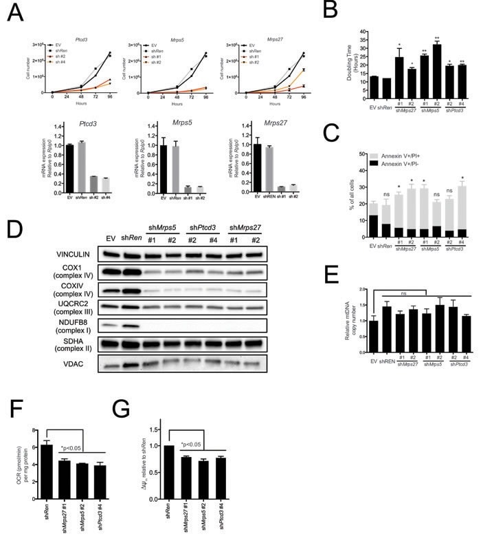 SDHA Antibody (459200)