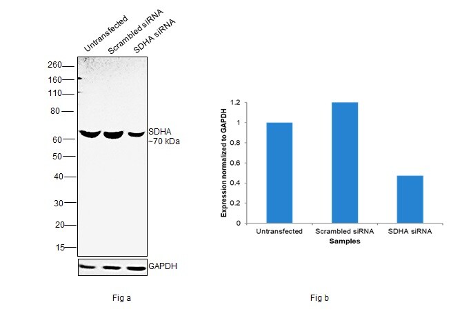 SDHA Antibody (459200)