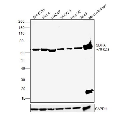 SDHA Antibody (459200)