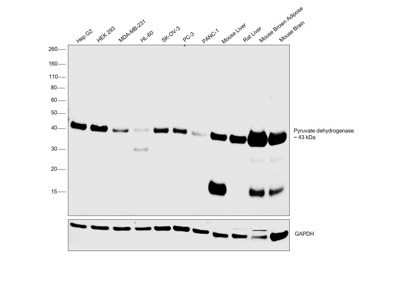 PDHA1 Antibody (459400)