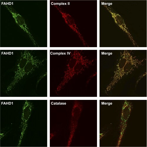 MTCO1 Antibody (459600)