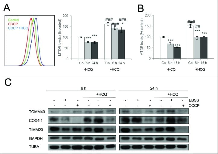 MTCO1 Antibody (459600)