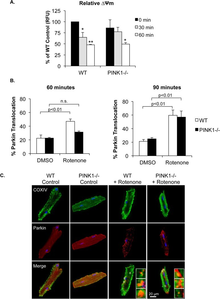MTCO1 Antibody (459600)