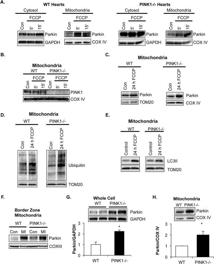 MTCO1 Antibody (459600)