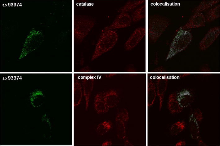 MTCO1 Antibody (459600)