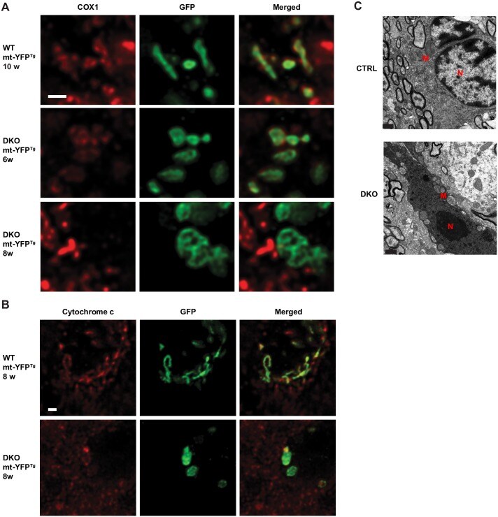 MTCO1 Antibody (459600)