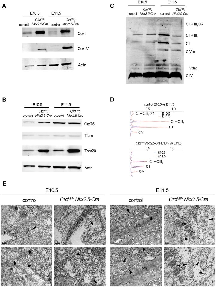 MTCO1 Antibody (459600)