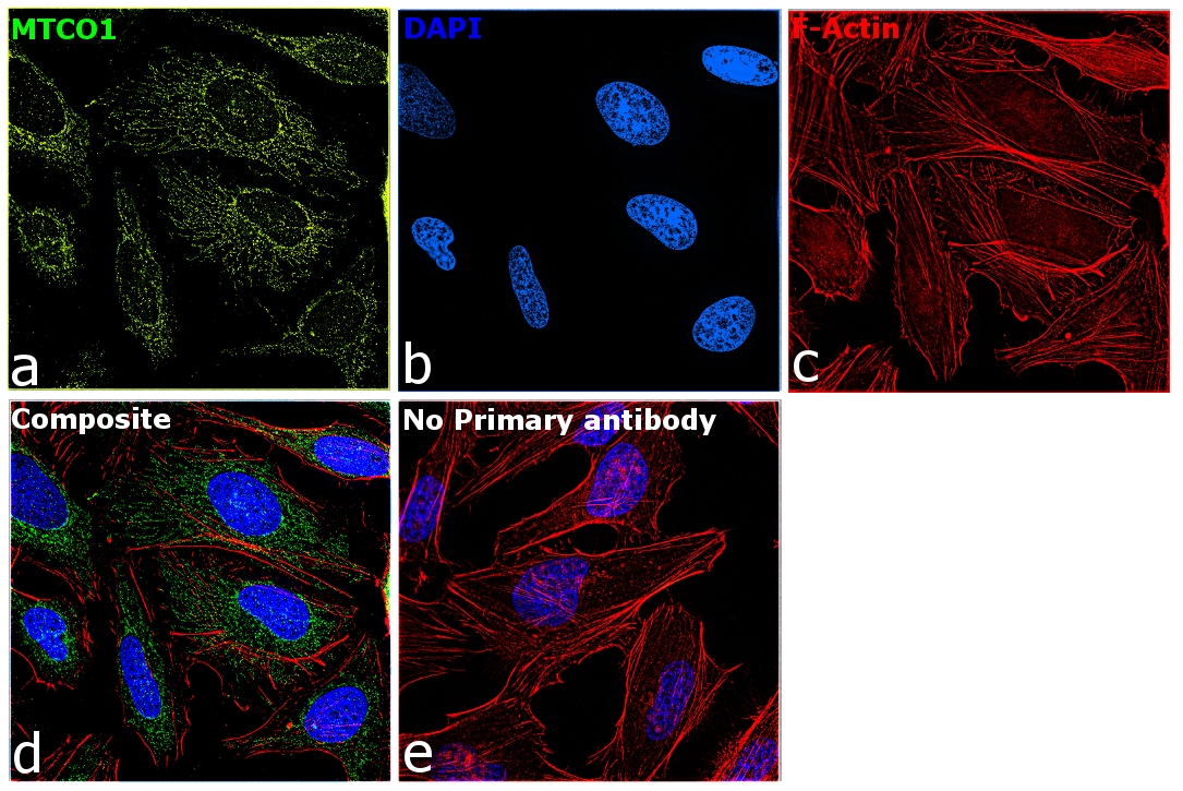 MTCO1 Antibody (459600)