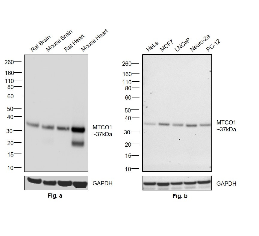 MTCO1 Antibody (459600)