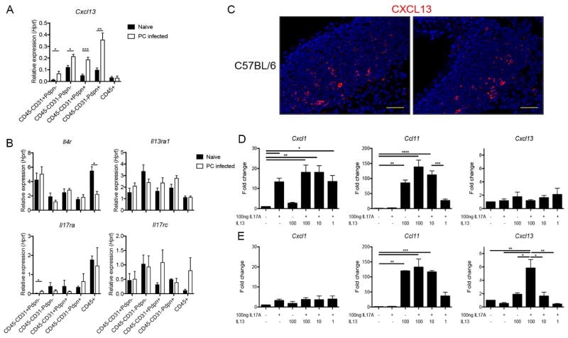 CD45.2 Antibody, PerCP-Cyanine5.5 (45-0454-82)