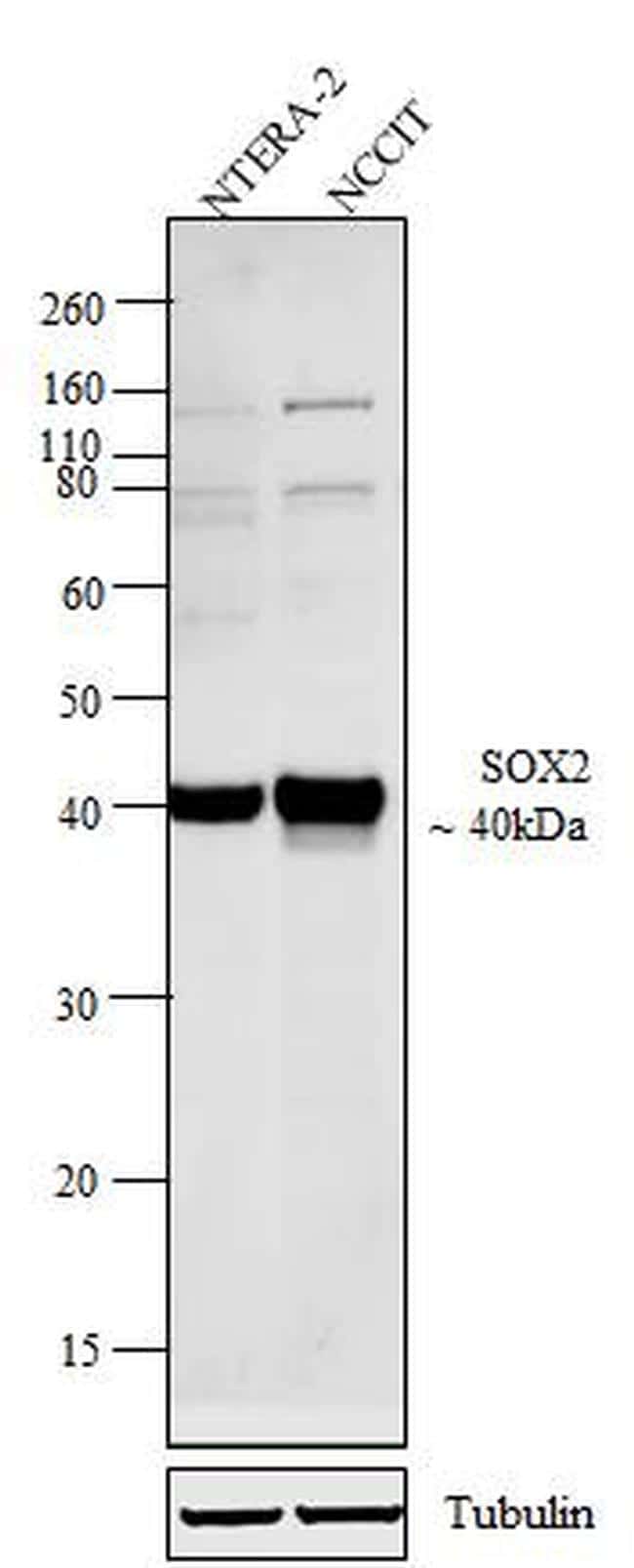 SOX2 Antibody (48-1400)