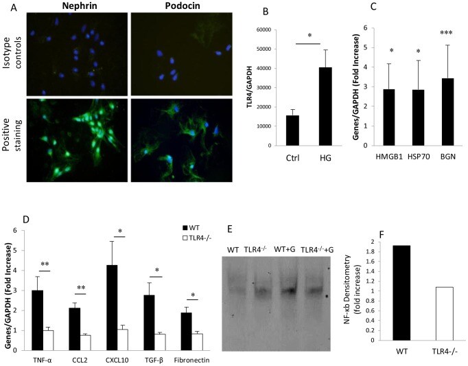 TLR4 Antibody (48-2300)