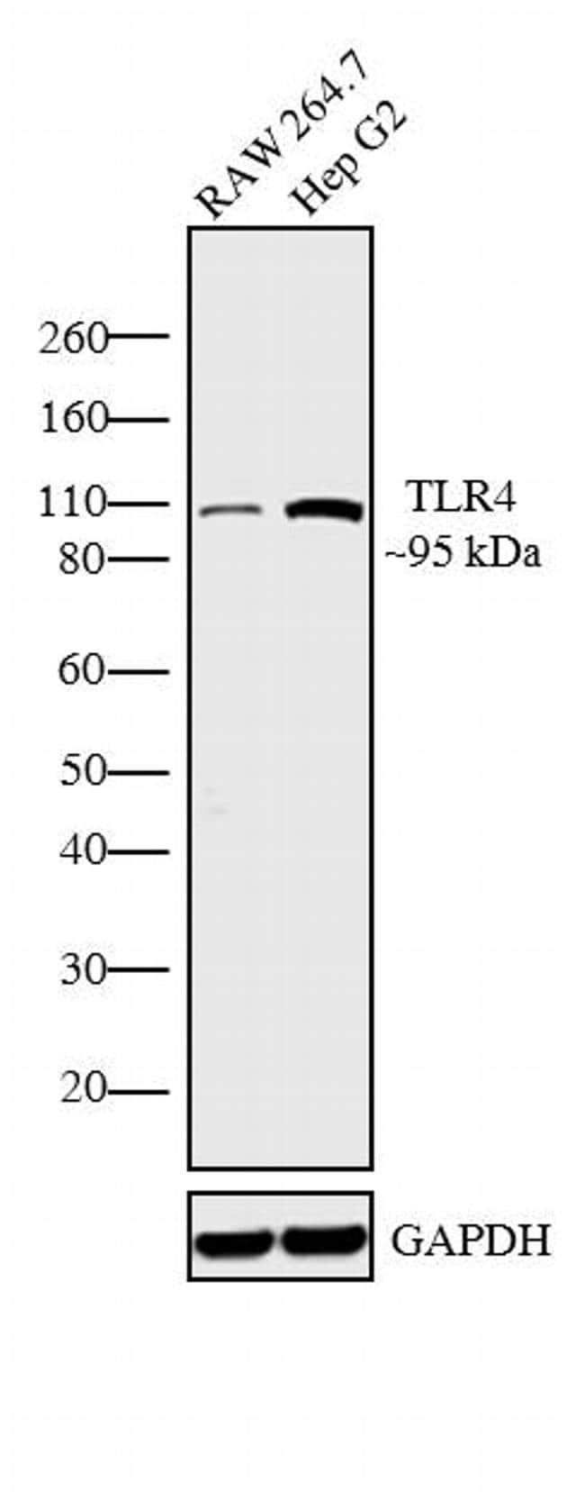 TLR4 Antibody (48-2300)