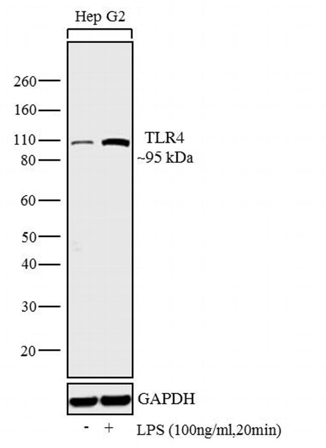 TLR4 Antibody (48-2300)