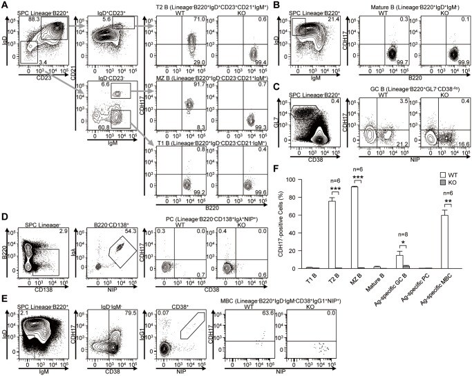 GL7 Antibody, PE (12-5902-82)