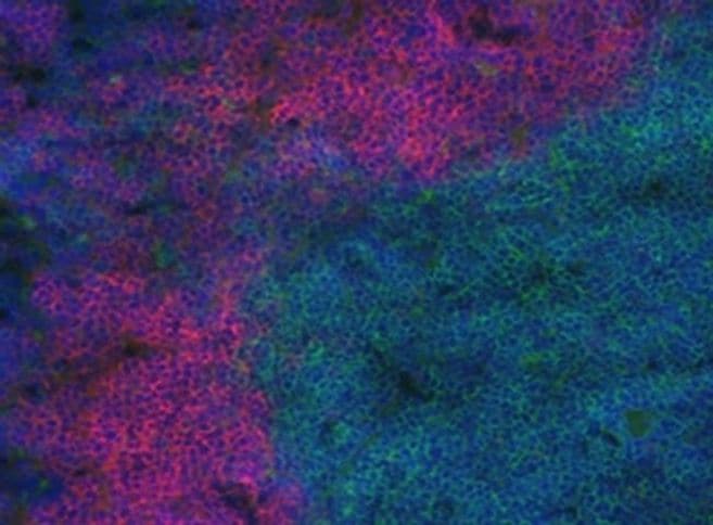 CD45R (B220) Antibody, eFluor® 660 (50-0452-82)