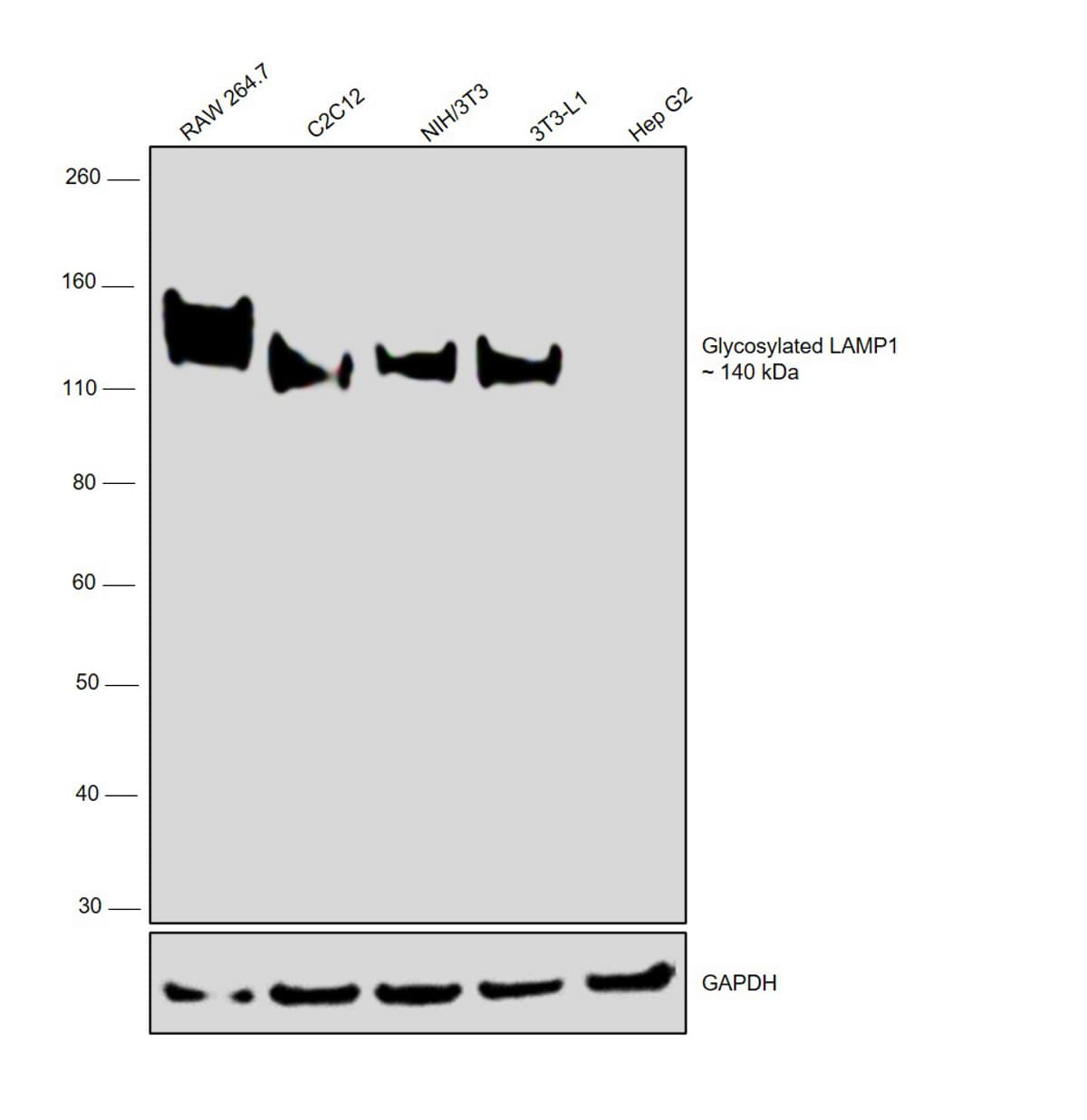 CD107a (LAMP-1) Antibody, eFluor™ 660 (50-1071-82)