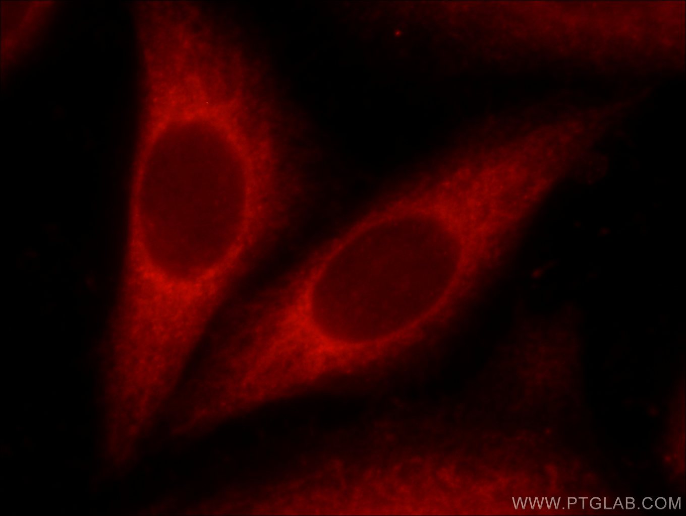 BAX Antibody (50599-2-IG)