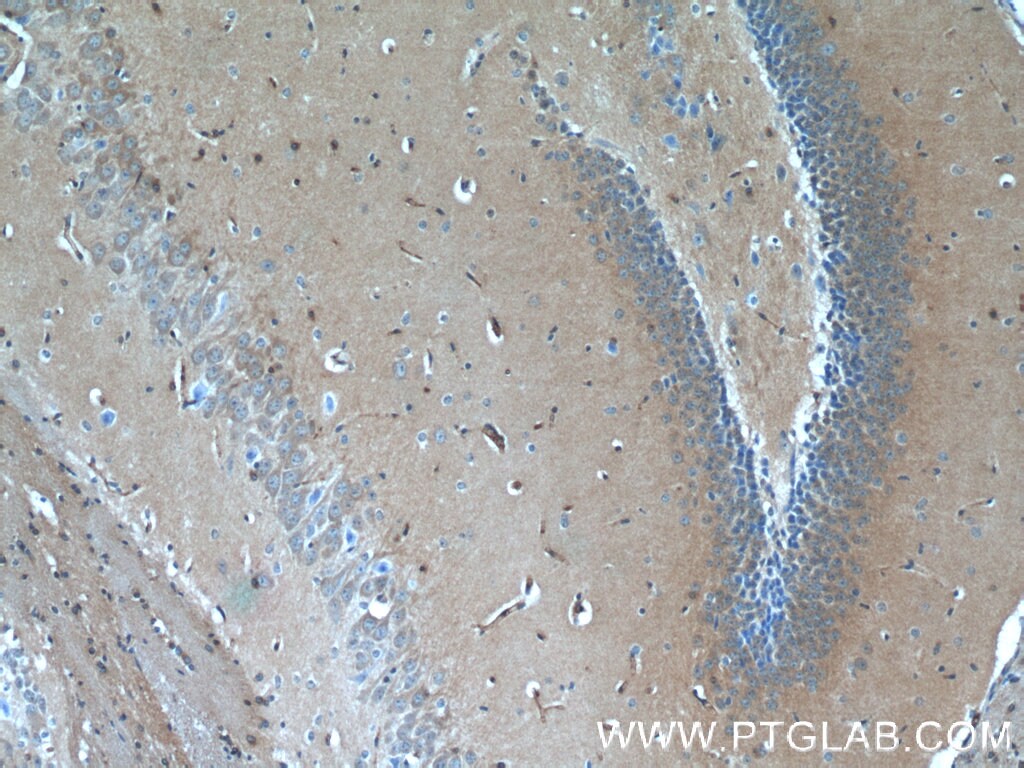 BAX Antibody (50599-2-IG)