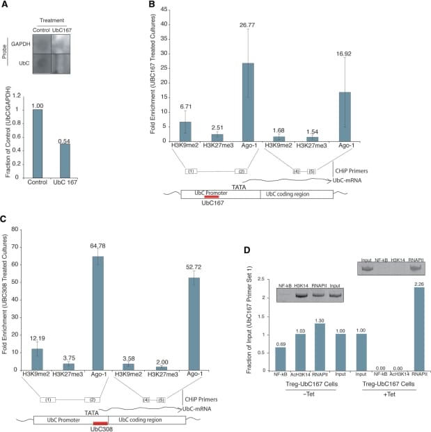NFkB p65 Antibody (51-0500)