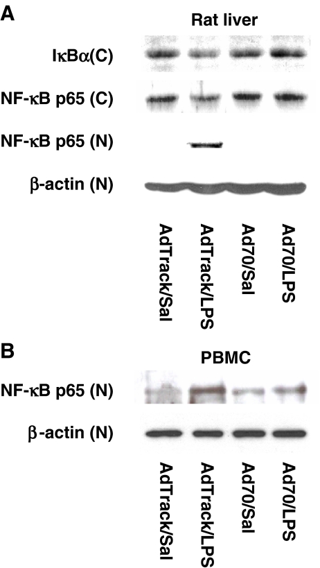 NFkB p65 Antibody (51-0500)