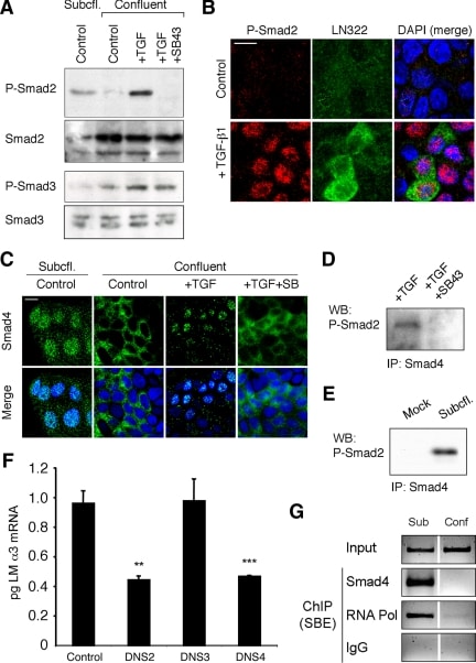 SMAD2 Antibody (51-1300)
