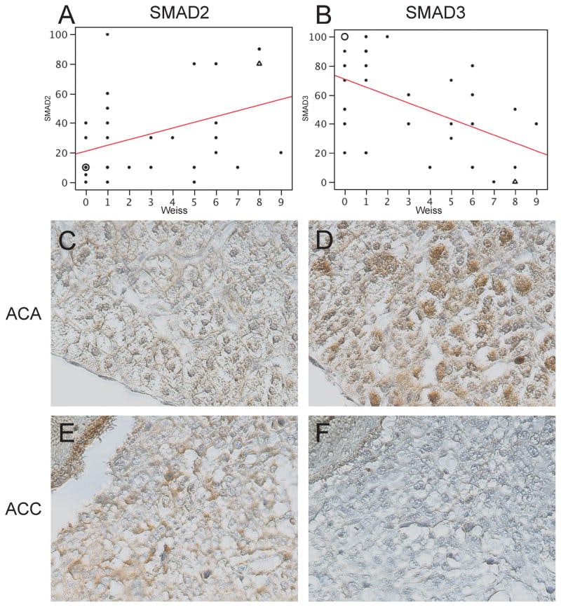 SMAD2 Antibody (51-1300)