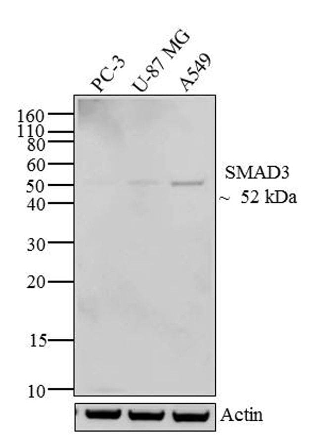 SMAD3 Antibody (51-1500)