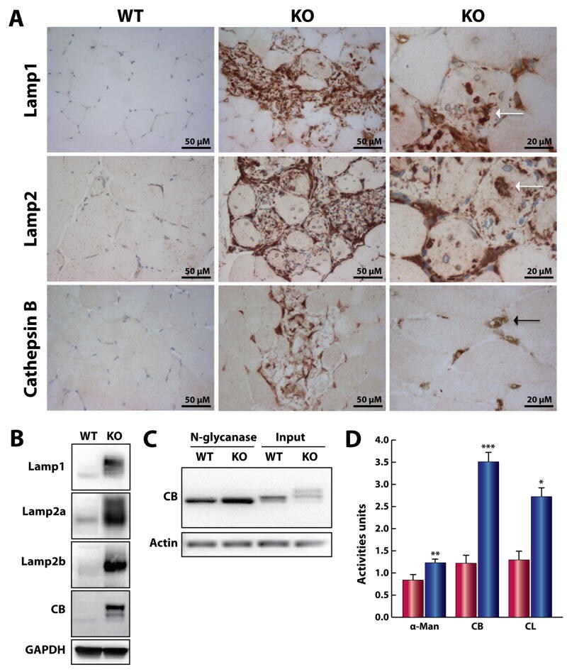 LAMP-2A Antibody (51-2200)