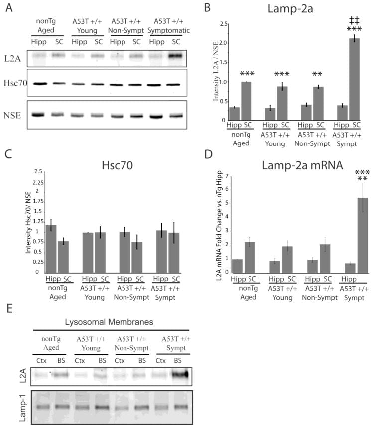 LAMP-2A Antibody (51-2200)