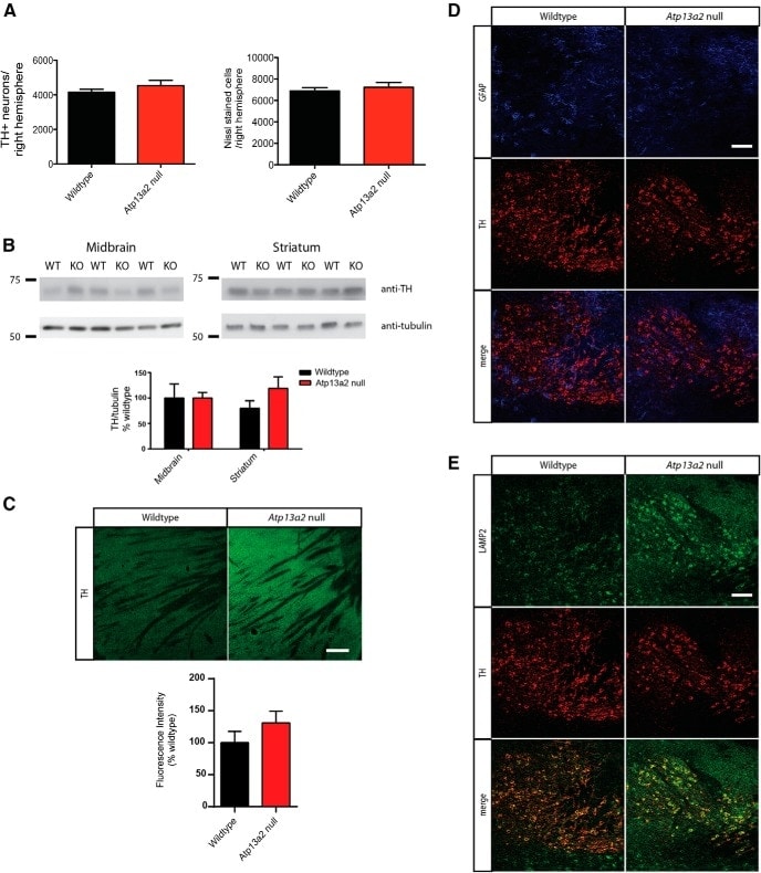 LAMP-2A Antibody (51-2200)