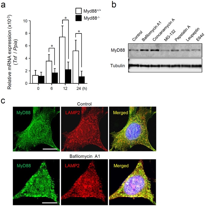 LAMP-2A Antibody (51-2200)