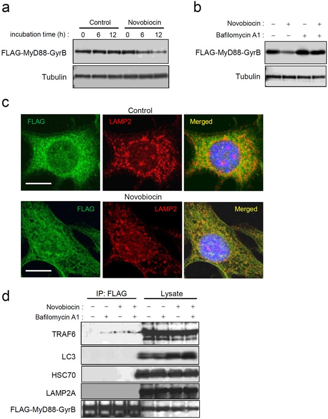 LAMP-2A Antibody (51-2200)