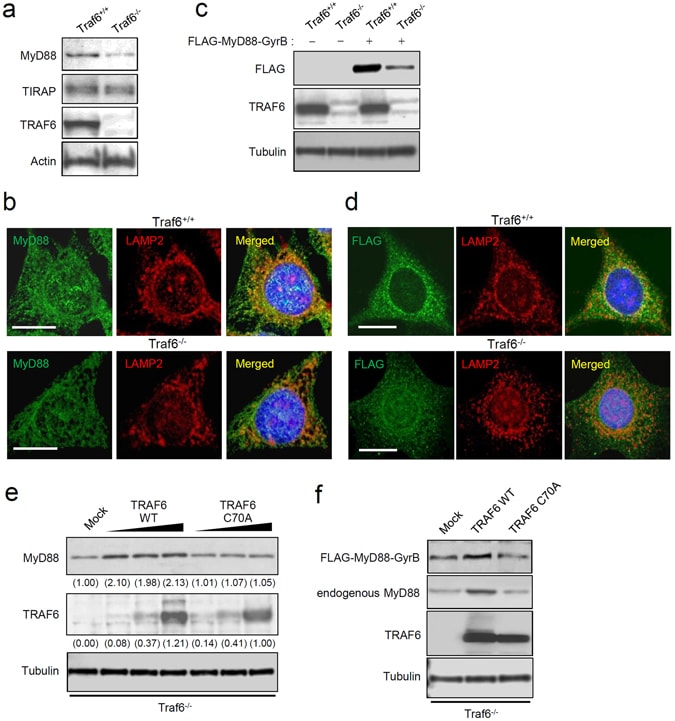 LAMP-2A Antibody (51-2200)