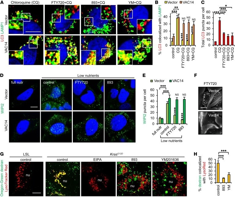 CD107a (LAMP-1) Antibody (14-1079-80)