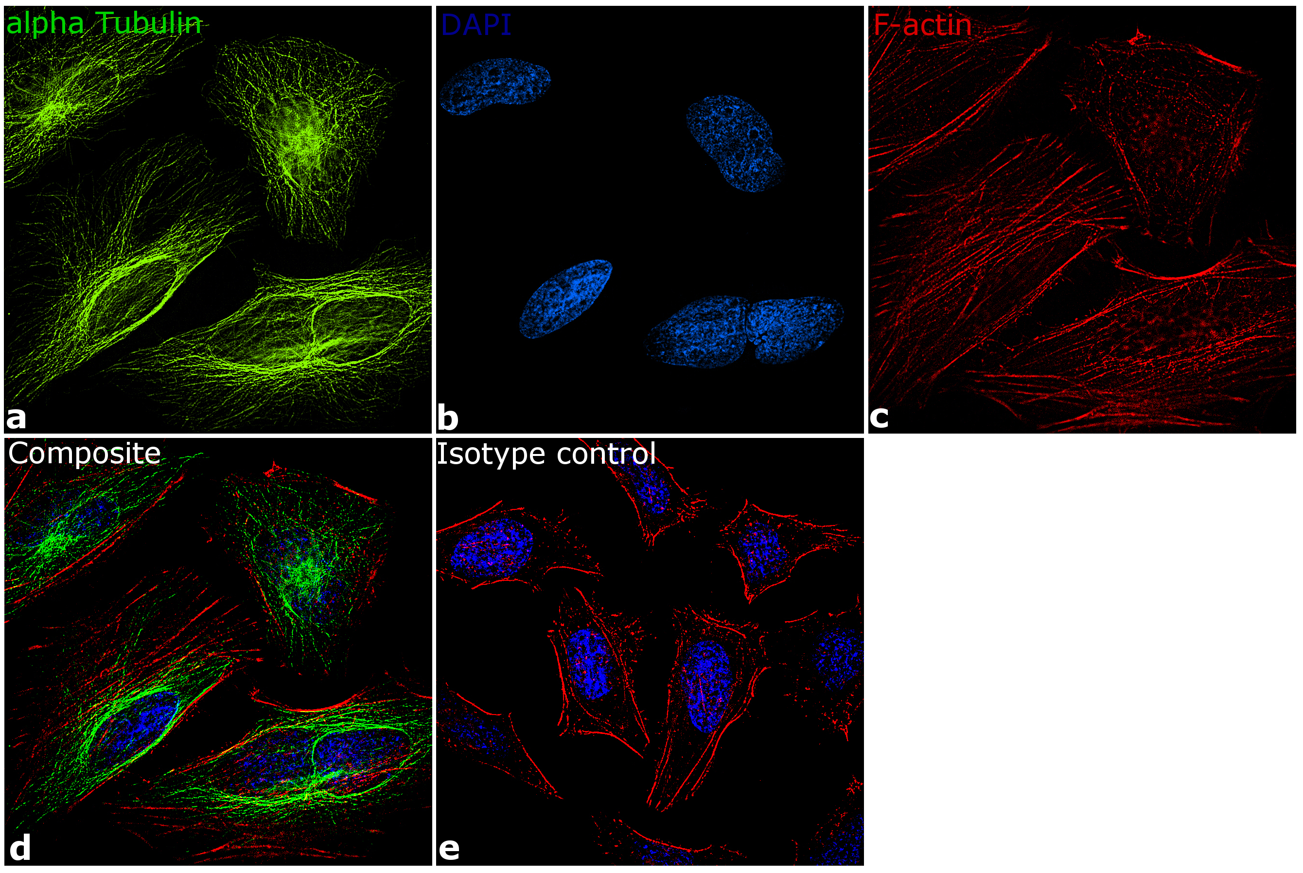 alpha Tubulin Antibody, Alexa Fluor® 488 (53-4502-82)