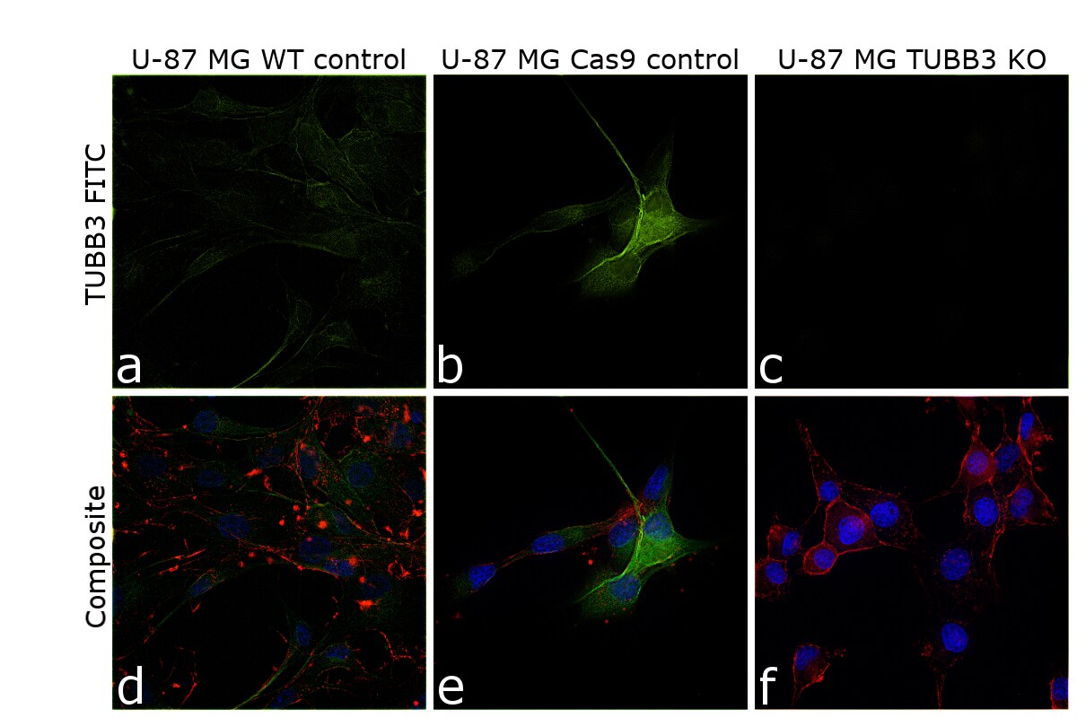 beta-3 Tubulin Antibody, Alexa Fluor® 488 (53-4510-82)