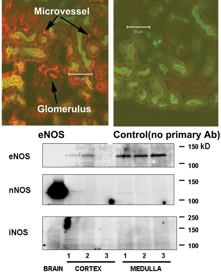 nNOS Antibody (61-7000)