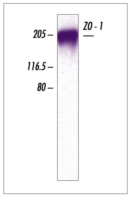 ZO-1 Antibody (61-7300)
