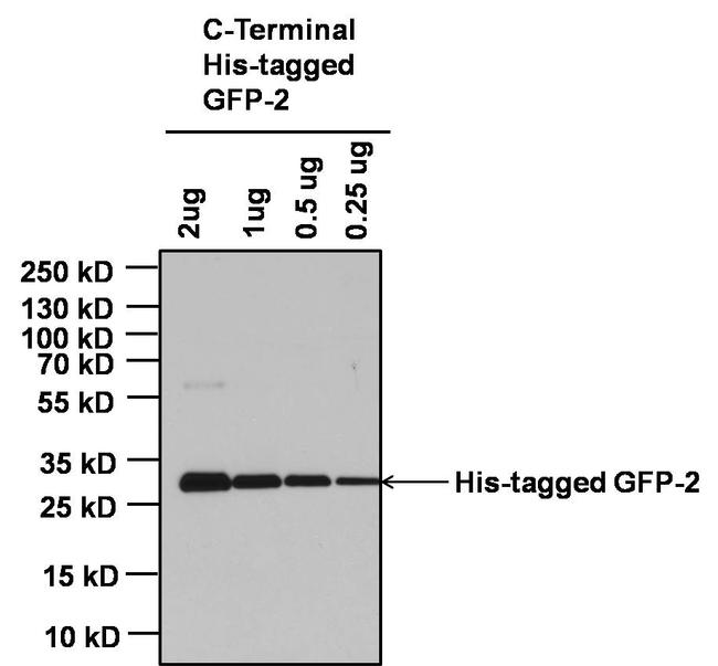6x-His Tag Antibody (MA1-135)