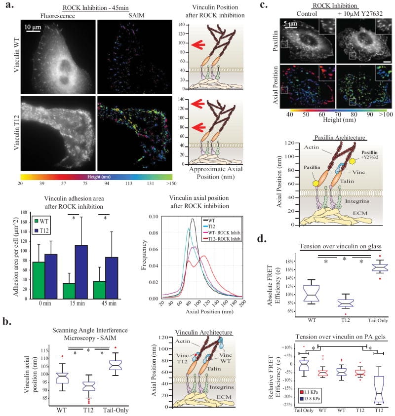 Vinculin Antibody (700062)