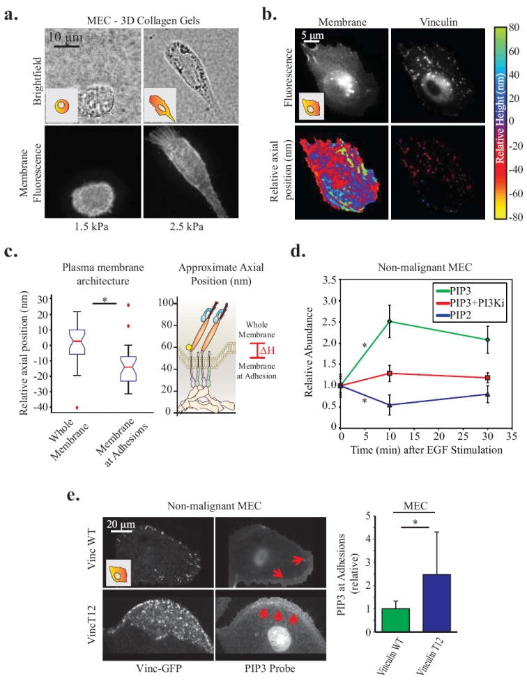 Vinculin Antibody (700062)