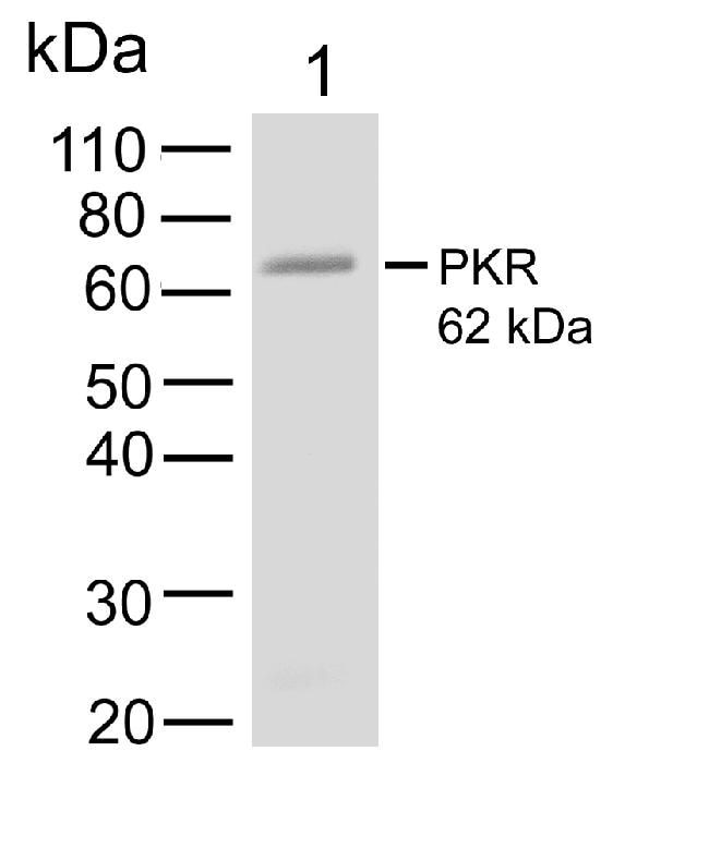PKR Antibody (700286)