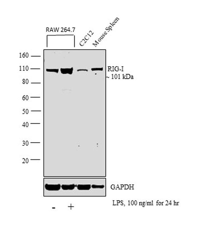 RIG-I Antibody (700366)