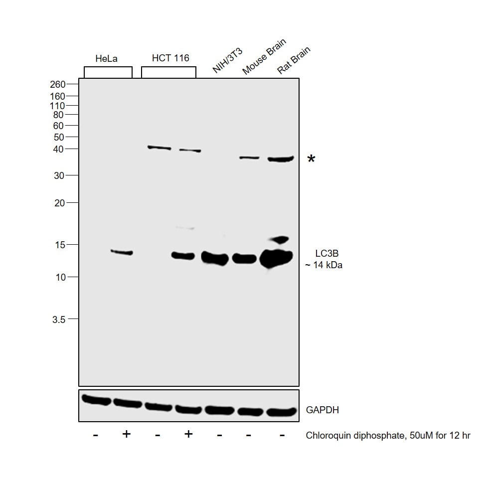 LC3B Antibody (700712)