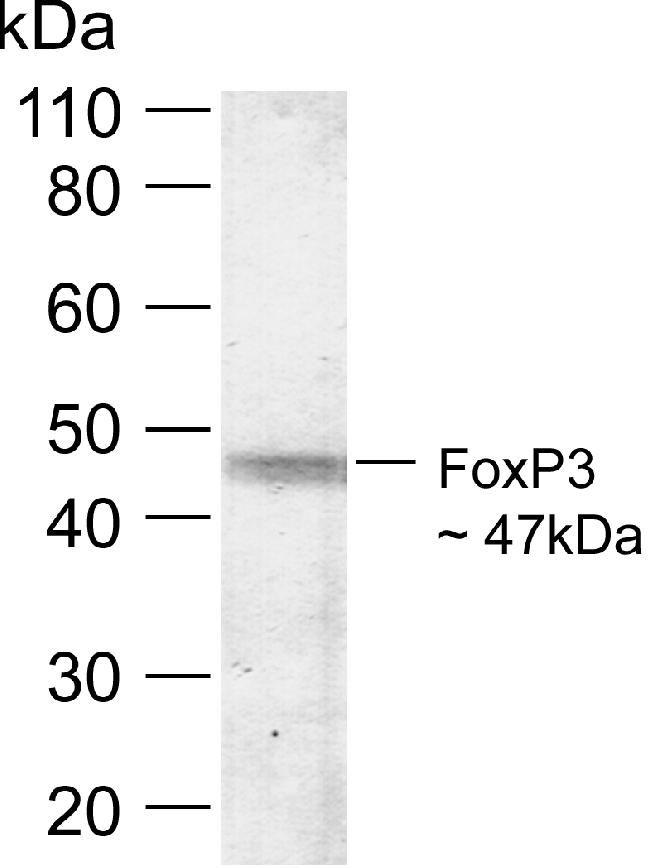 FOXP3 Antibody (700914)