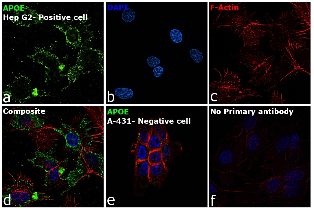 APOE Antibody (701241)