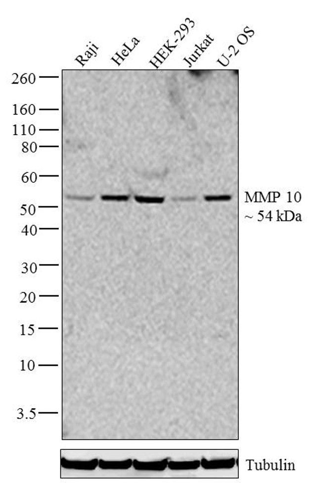 MMP10 Antibody (701288)