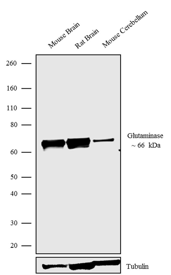 Glutaminase Antibody (701965)